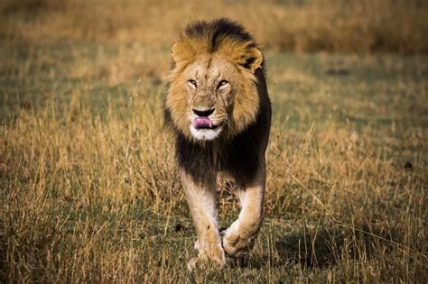 Wild Loin West