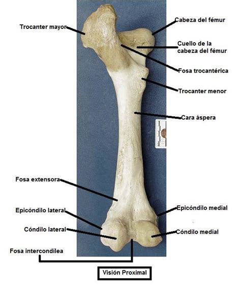 Anatomía De La Tibia Proximal