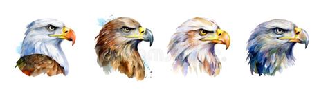 Four Artistic Watercolor Portraits Of Bald Eagles In Different Color