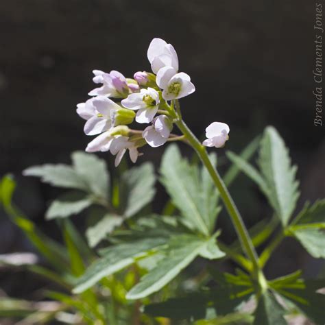 Cutleaf Toothwort Tendrils