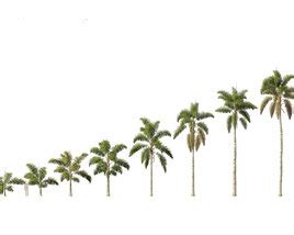 Neottopteris Nidus Palm Tree 3d Model Download Trees On
