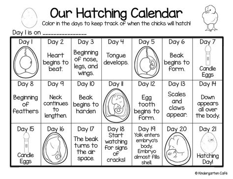 Chicken Hatching Calendar Artofit