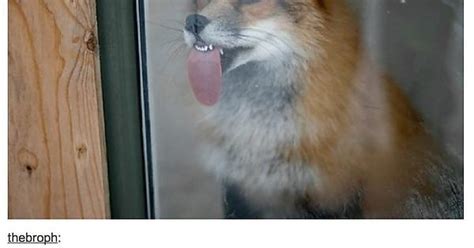 Memes Escaping Into The Wild 19 Tv And Movie Special Album On Imgur