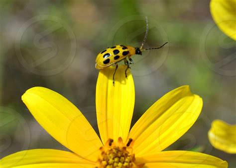 Yellow Beetle Insect