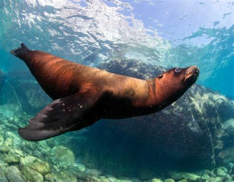 Marine Mammals Of The World A Comprehensive Guide To Their
