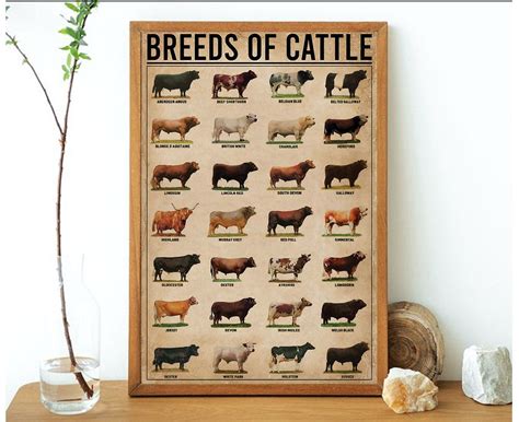 Breeds Of Cattle Poster No Frame Cows Lover Poster Farming Poster