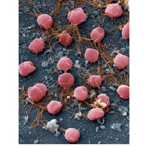 Pdf ‘ Pyrococcus Furiosus 30 Years On