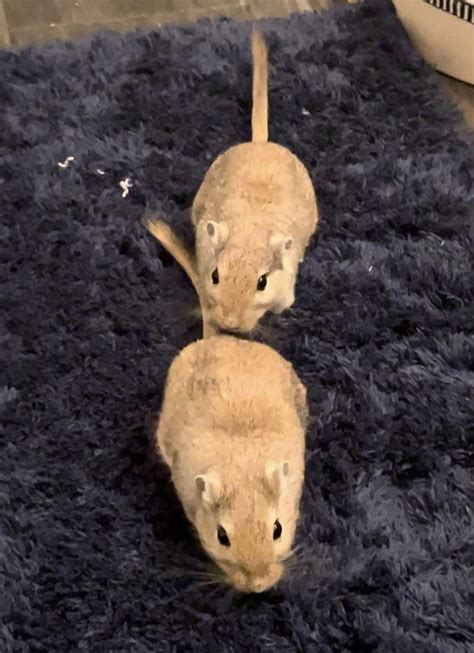 Rehoming 2 Gerbils In State Of Ga R Gerbil