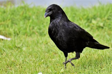 Do Crows Mate For Life What Science Says Bird Nature