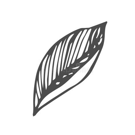 Leaf Doodle Simple Sketch Botanic Line Sketch Stock Illustration Illustration Of Ornament