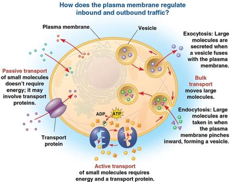 Bio 240 Chapter 7 Membrane Structure And Function Flashcards Quizlet
