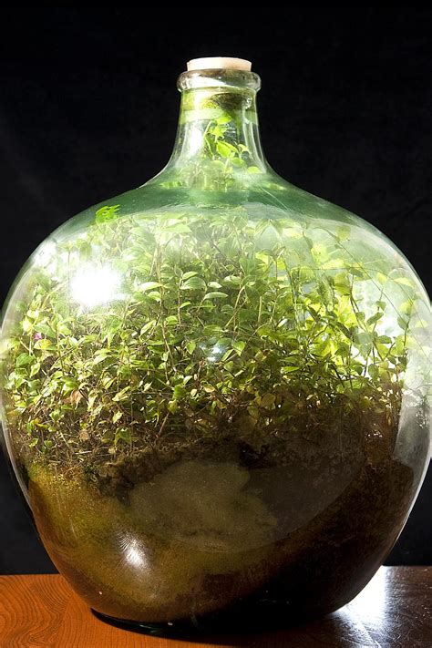 Plant Survives 50 Years Locked In A Bottle