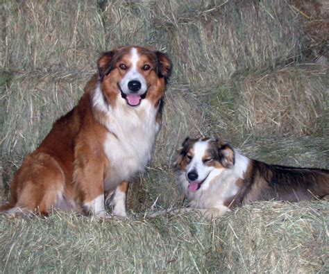 Home English Shepherd Club