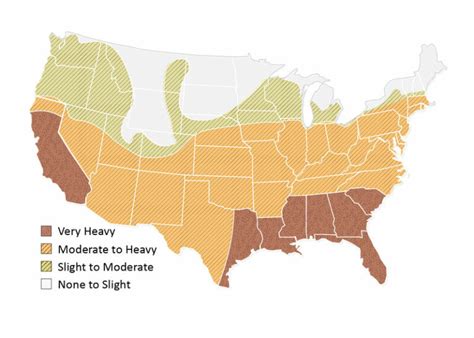 Everything To Know About Termites In California