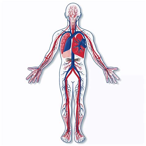 Humancirculatorysystemvector Premium Ai Generated Vector
