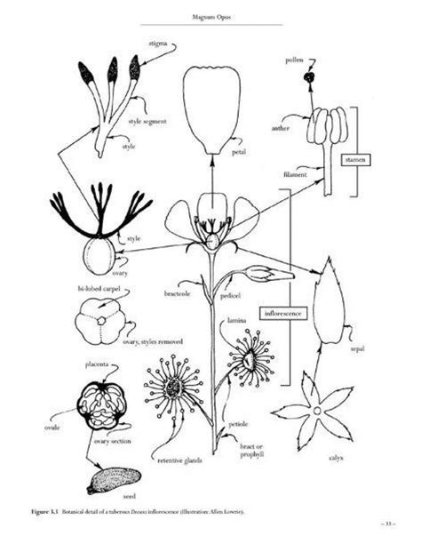 Plant Life Cycle Diagram