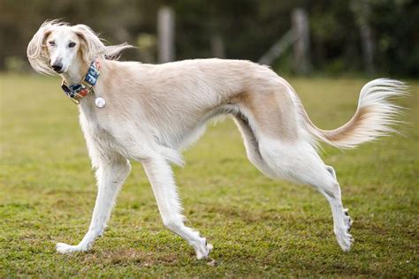 Psí Plemeno Saluki Perský Chrt Vášchovatel Cz