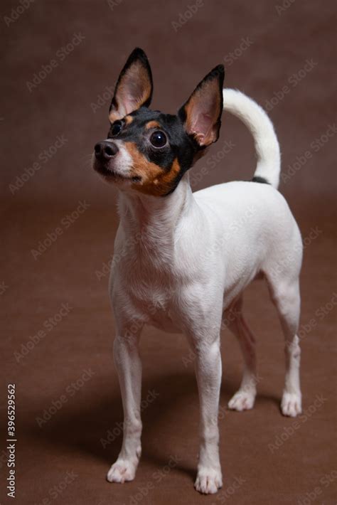 Do Toy Fox Terriers Have Docked Tails