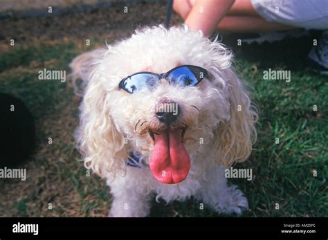 Cockapoo Wearing Sunglasses At The Doo Dah Parade Pasadena California