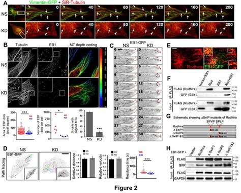 Rudhira Is Required For Mt Vimentin If Association And Dynamics In