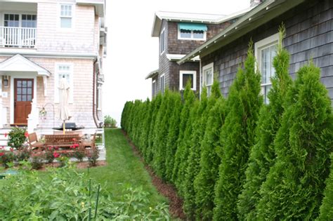 Landscape Buffer And Screen Plantings Hyde Park Landscape