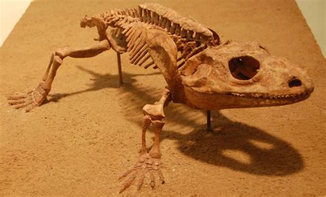 Proterogyrinus Fossil
