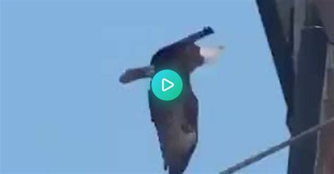 Cartwheels In The Sky As Bald Eagles Lock Talons In A Courtship Dance