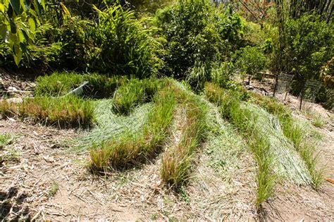 Removing Biomass From Biochar Greywater Treatment Bed Rpermaculture