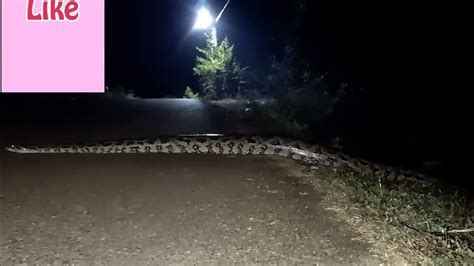 Giant Python Spotted In Sgnp A Terrifying Encounter खड़े कर देने
