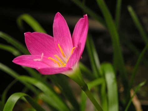 Zephyranthes - Alchetron, The Free Social Encyclopedia