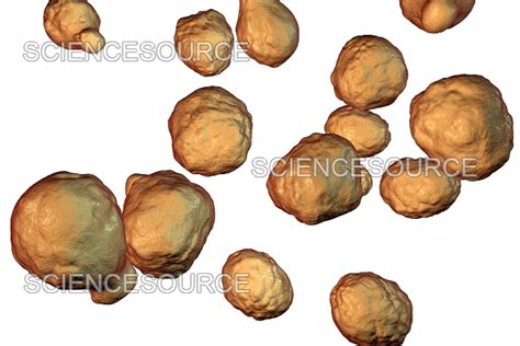Photograph Cryptococcus Neoformans Fungus Illust Science Source Images