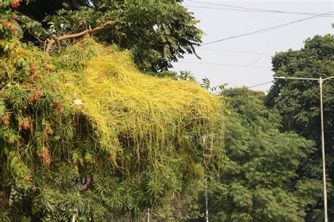 Giant Dodder Or Amarbel Cuscuta Reflexa On A Host Tree Yellow
