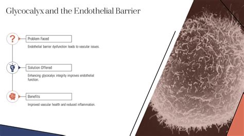 Understanding Glycocalyx Structure Function And Health Benefits Ppt