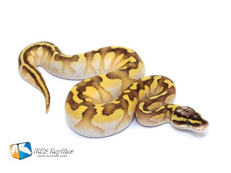 butter bee ball python adult