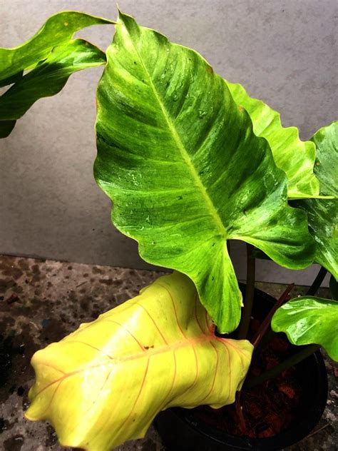 Philodendron Snowdrift X, Furniture & Home Living, Gardening, Plants ...