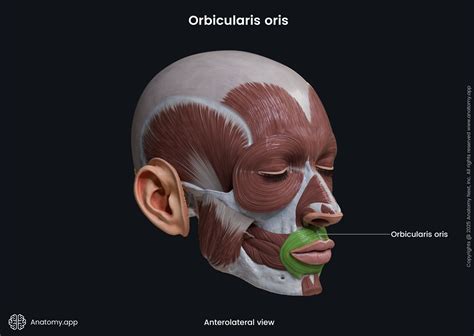 Orbicularis Oris Anatomyapp