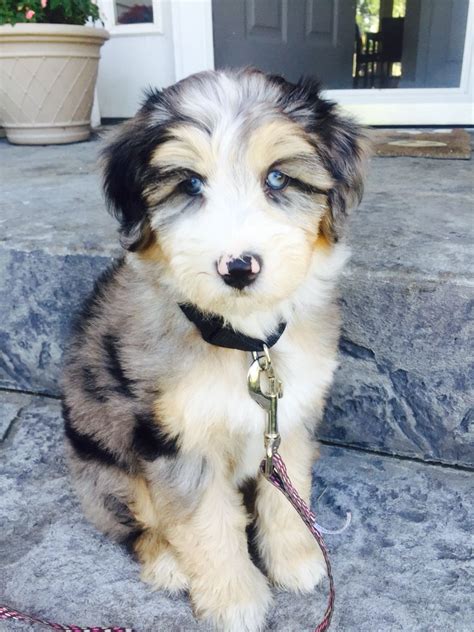 Poodle Australian Shepherd Mix