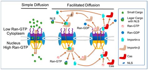 Nuclear Delivery Of Nanoparticle Based Drug Delivery Systems By Nuclear