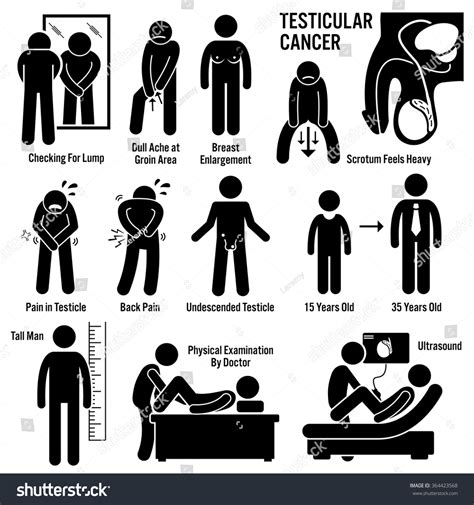 Testicular Testicles Testes Cancer Symptoms Causes Stock Vector