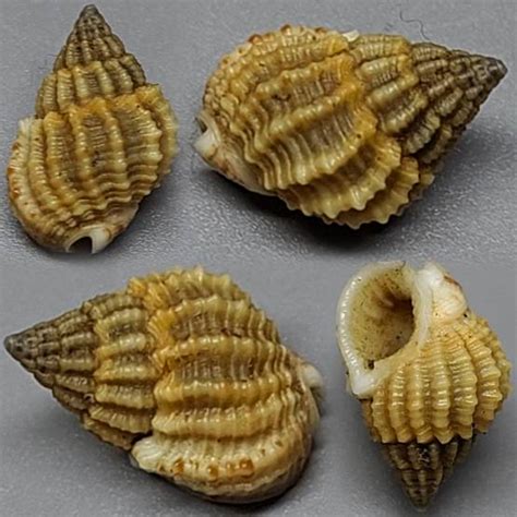 Nassarius Horridus 3949237
