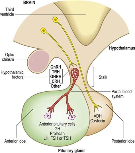 6 Endocrinology Pocket Dentistry