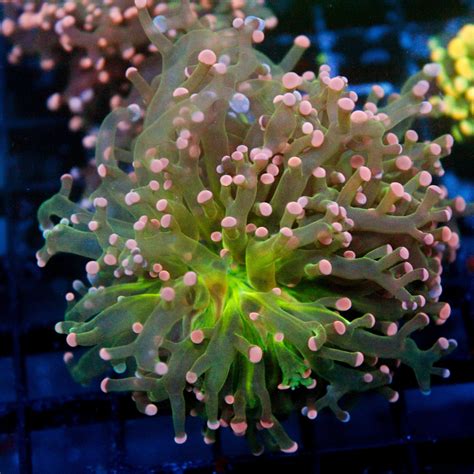 Jc Neon Green Pink Tip Octo Jersey Corals