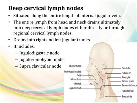 Lymphatic System Ppsx
