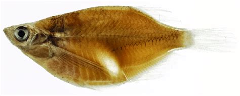 Holotype Of Chela Mouhoti Smith 1945 Usnm 107959 43 8 Mm Sl Download Scientific Diagram