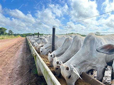 Premium Photo Feedlot Intensive Production System Beef Cattle