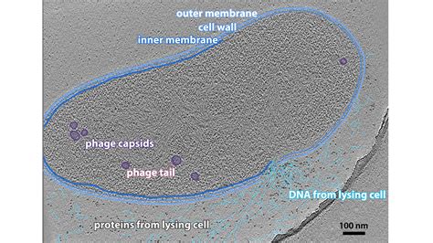 10 7 Replication Atlas Of Bacterial And Archaeal Cell Structure
