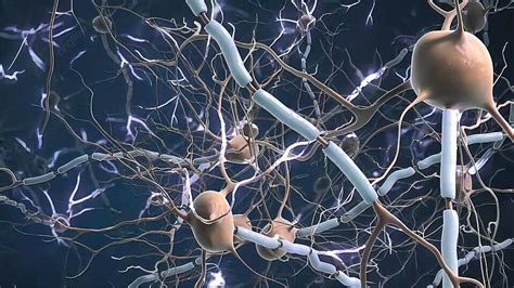 Nerve Cell Anatomy Background Images Hd Pictures And Wallpaper For