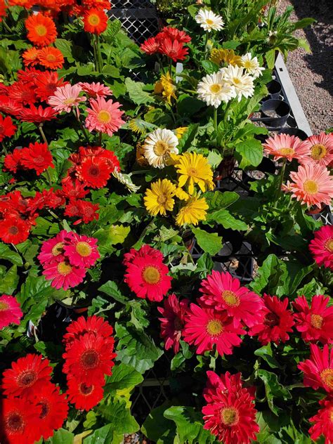 African Daisies Gerbera Treeland Nurseries