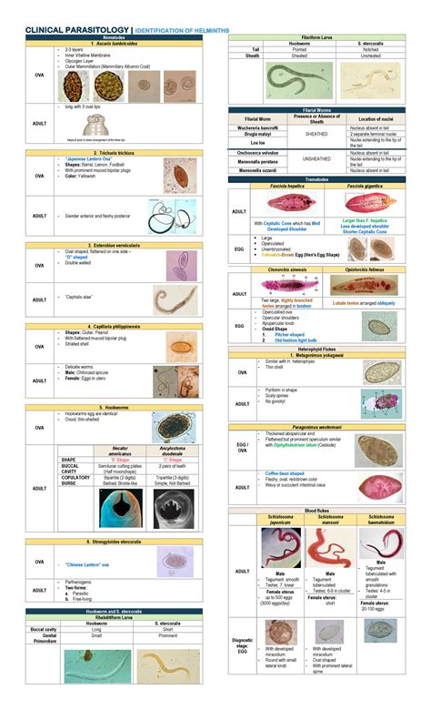 Identification Of Helminths Clinical Parasitology Identification Of