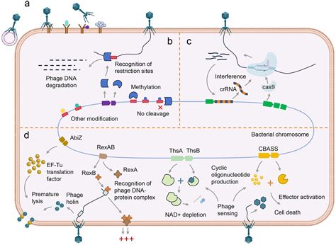 Frontiers The Arms Race In Bacteria Phage Interaction Deciphering